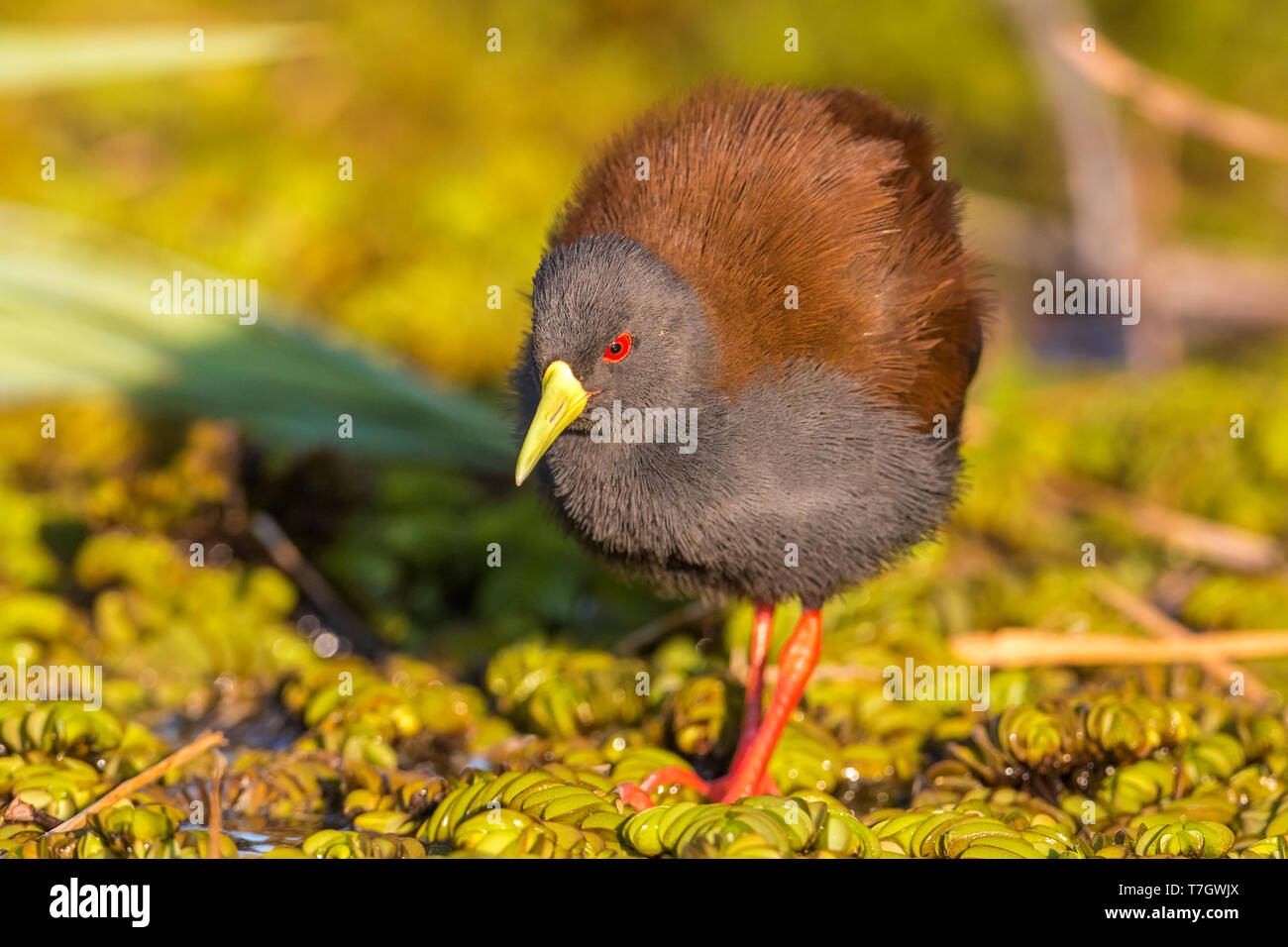Adult Sakalava Rail (Amaurornis olivieri) walking in marshes on Lake ...