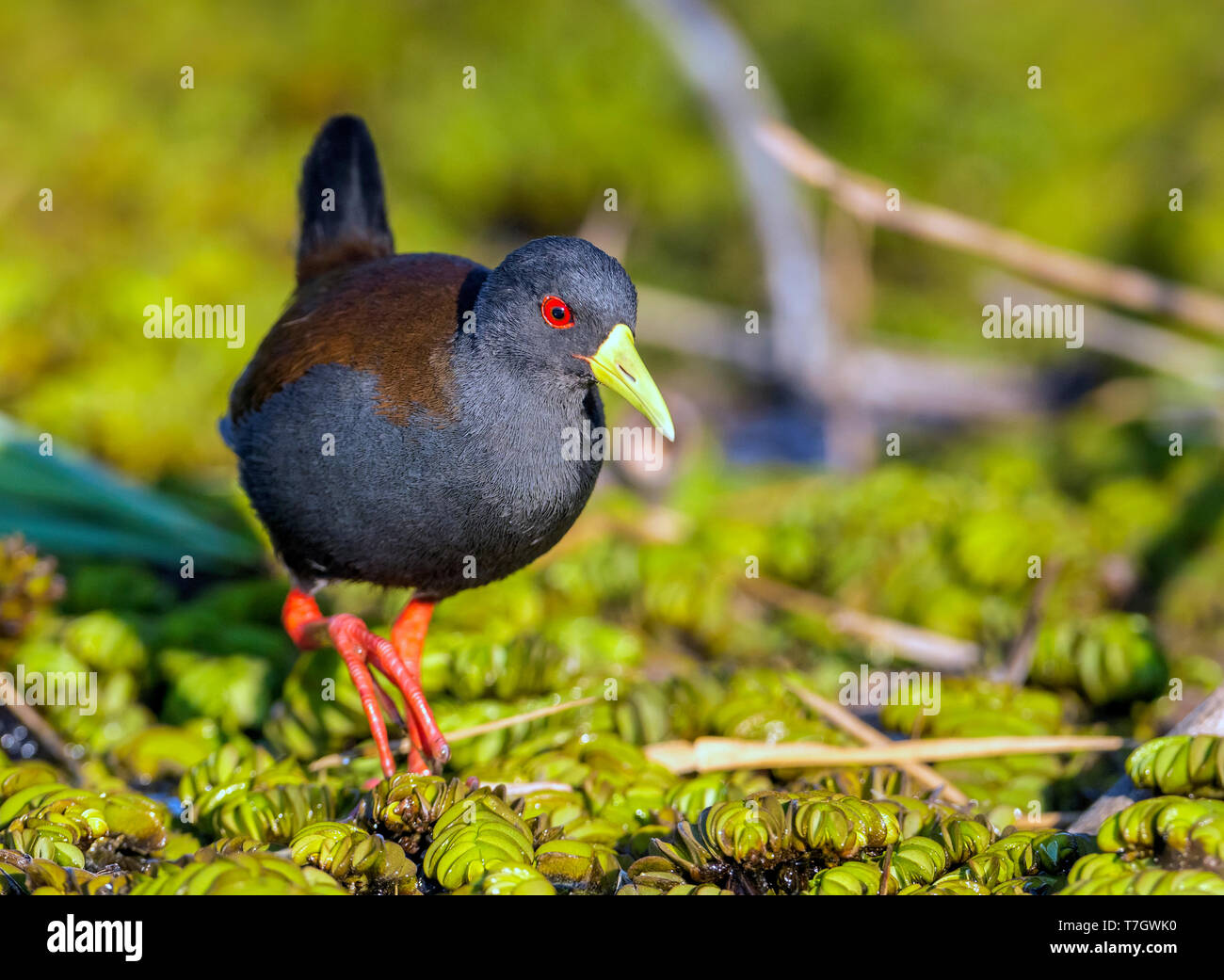 Sakalava rail hi-res stock photography and images - Alamy