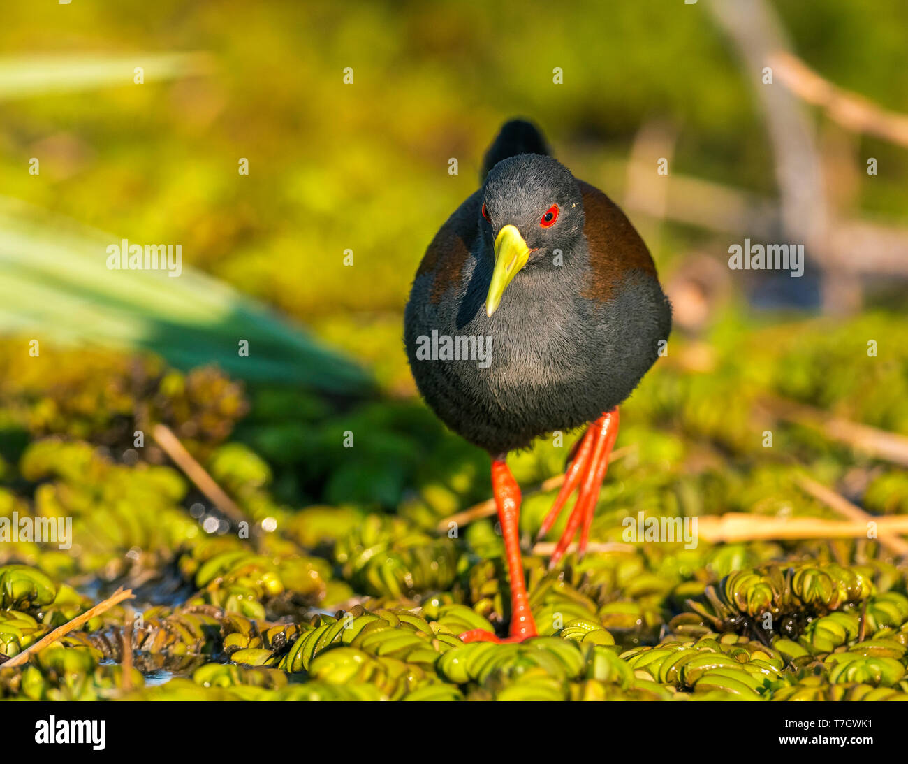 Sakalava rail hi-res stock photography and images - Alamy
