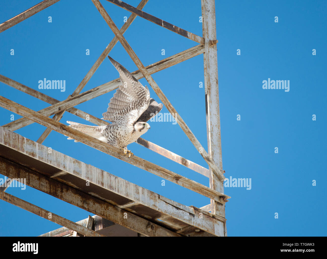 Saker Falcon (Falco cherrug milvipes) wintering in India. taking off ...