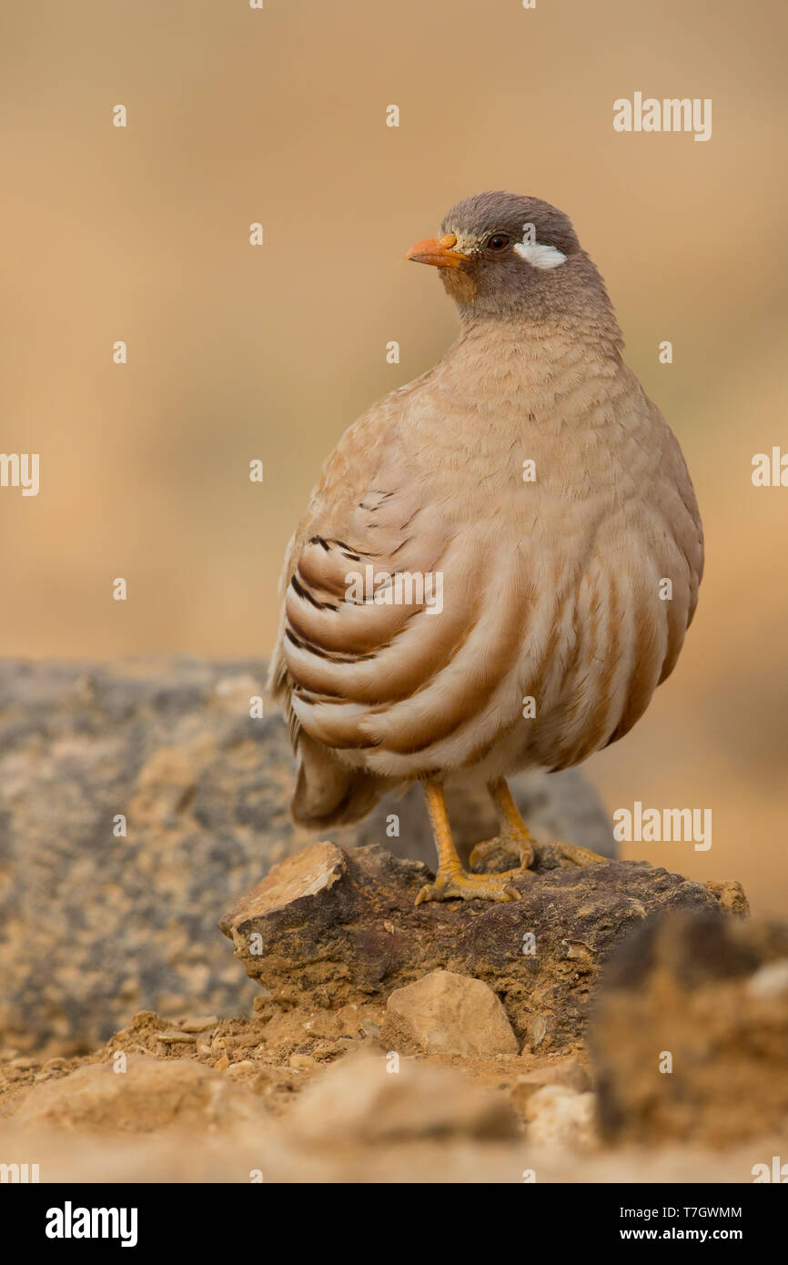 Sand Partridge standing alert in southern Negev desert of Israel during ...