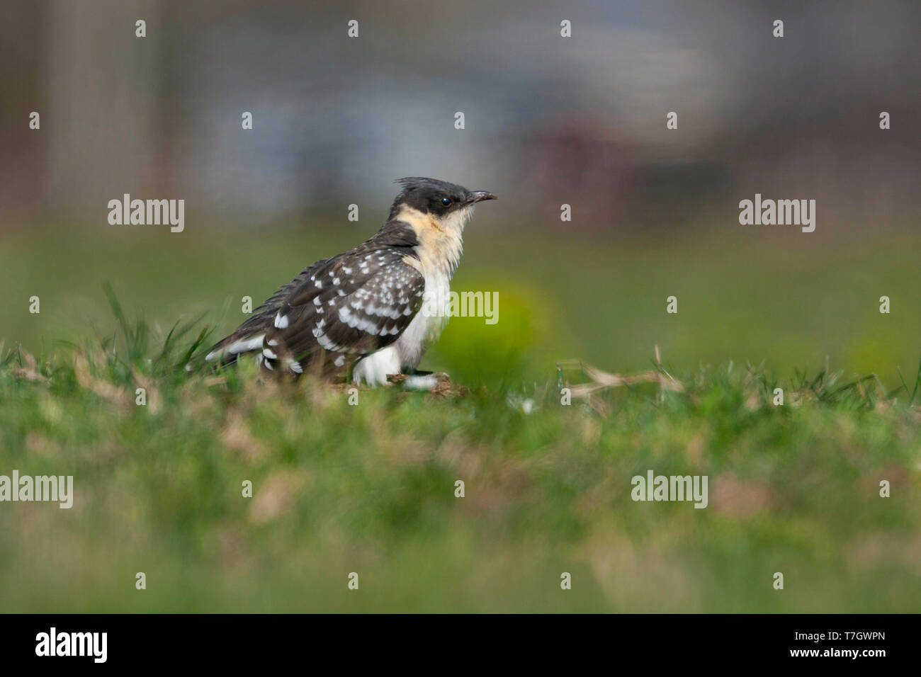 Great Spotted Cuckoo (Clamator glandarius), side view of a first summer ...