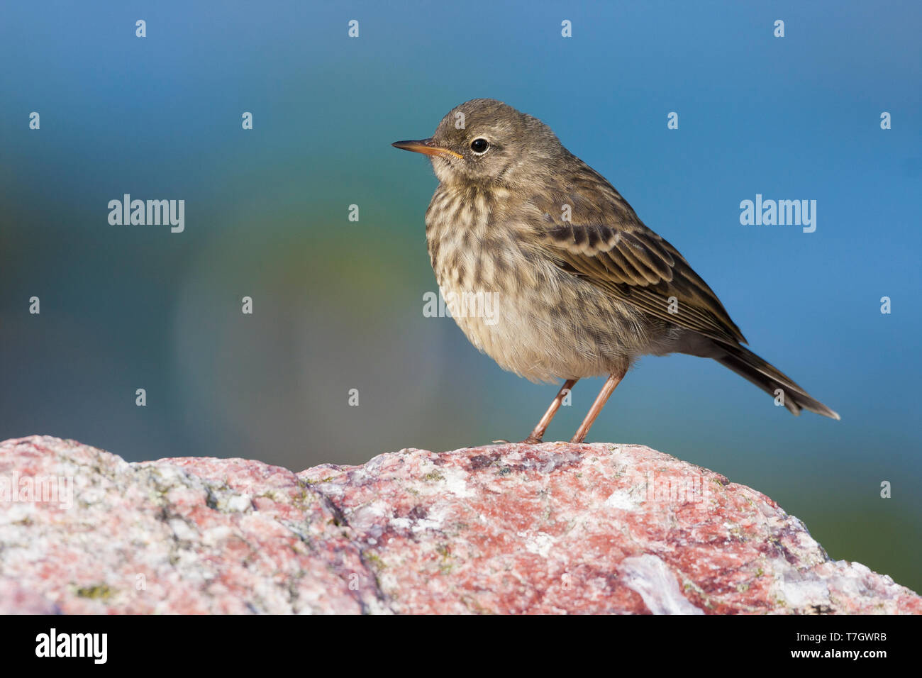 Juvenile rock pipit anthus petrosus hi-res stock photography and images ...