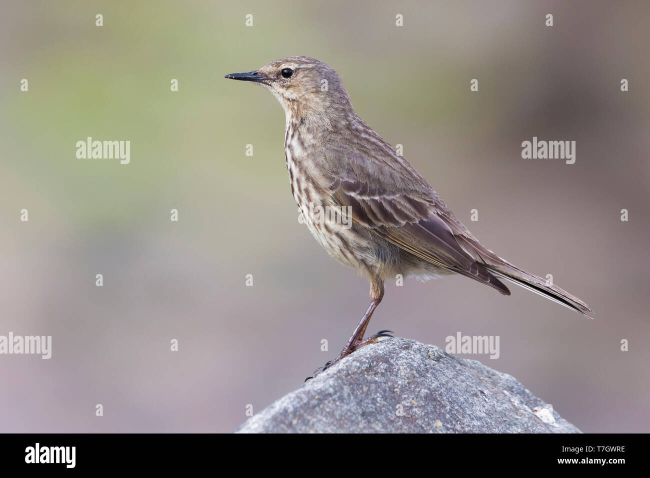 Rock Pipit (Anthus petrosus), side view of an adult standing on a rock ...