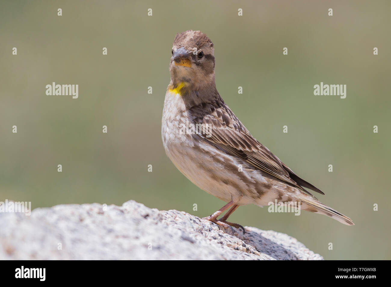 Rock Sparrow (Petronia petronia barbara), adult standing on a stone in ...