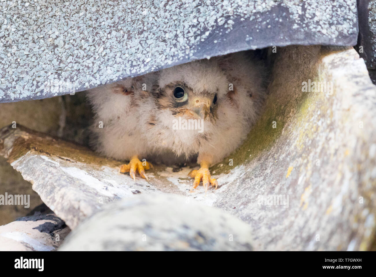Nestling kestrel hi-res stock photography and images - Alamy