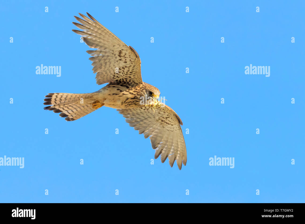 Raptors from below hi-res stock photography and images - Alamy