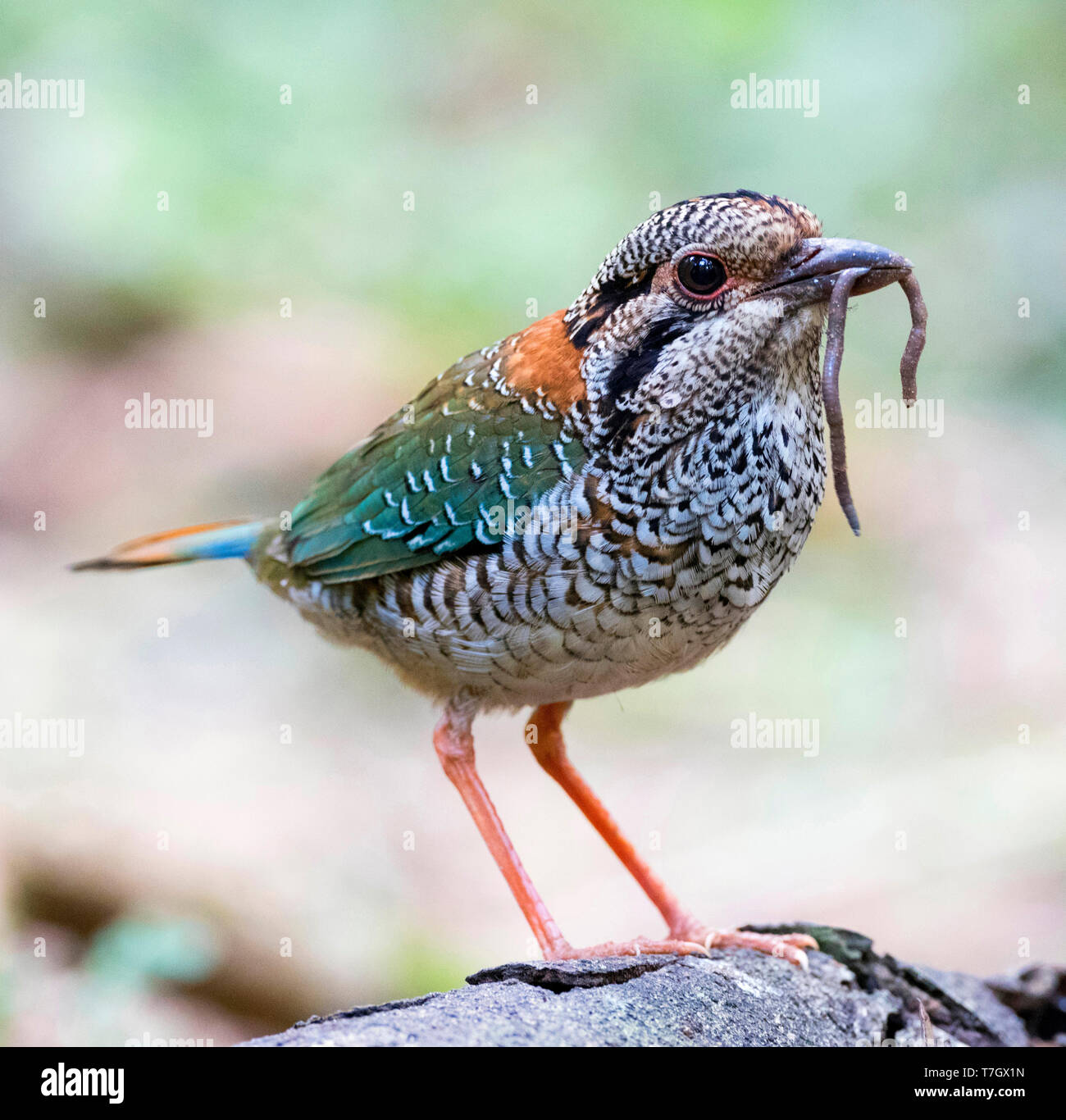 Adult Scaly Ground Roller (Geobiastes squamiger) standing on fallen ... Adult Scaly Ground Roller (Geobiastes squamiger) standing on fallen ...