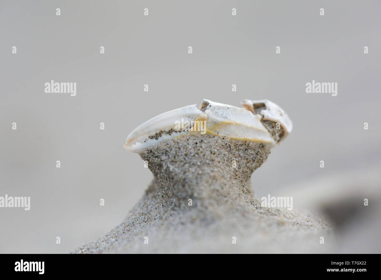 Washed-up crab leg, lying on the beach of the Wadden Island of ...