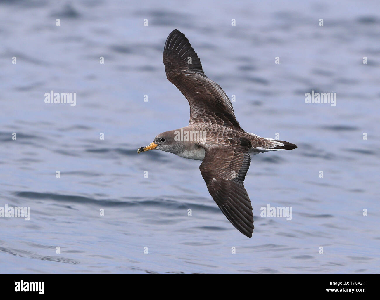 Scopoli shearwater hi-res stock photography and images - Alamy