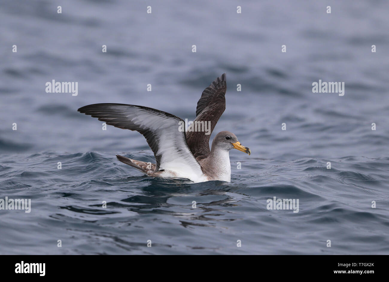 Scopoli’s Shearwater (Calonectris diomedea) at sea off Hyères - France ...