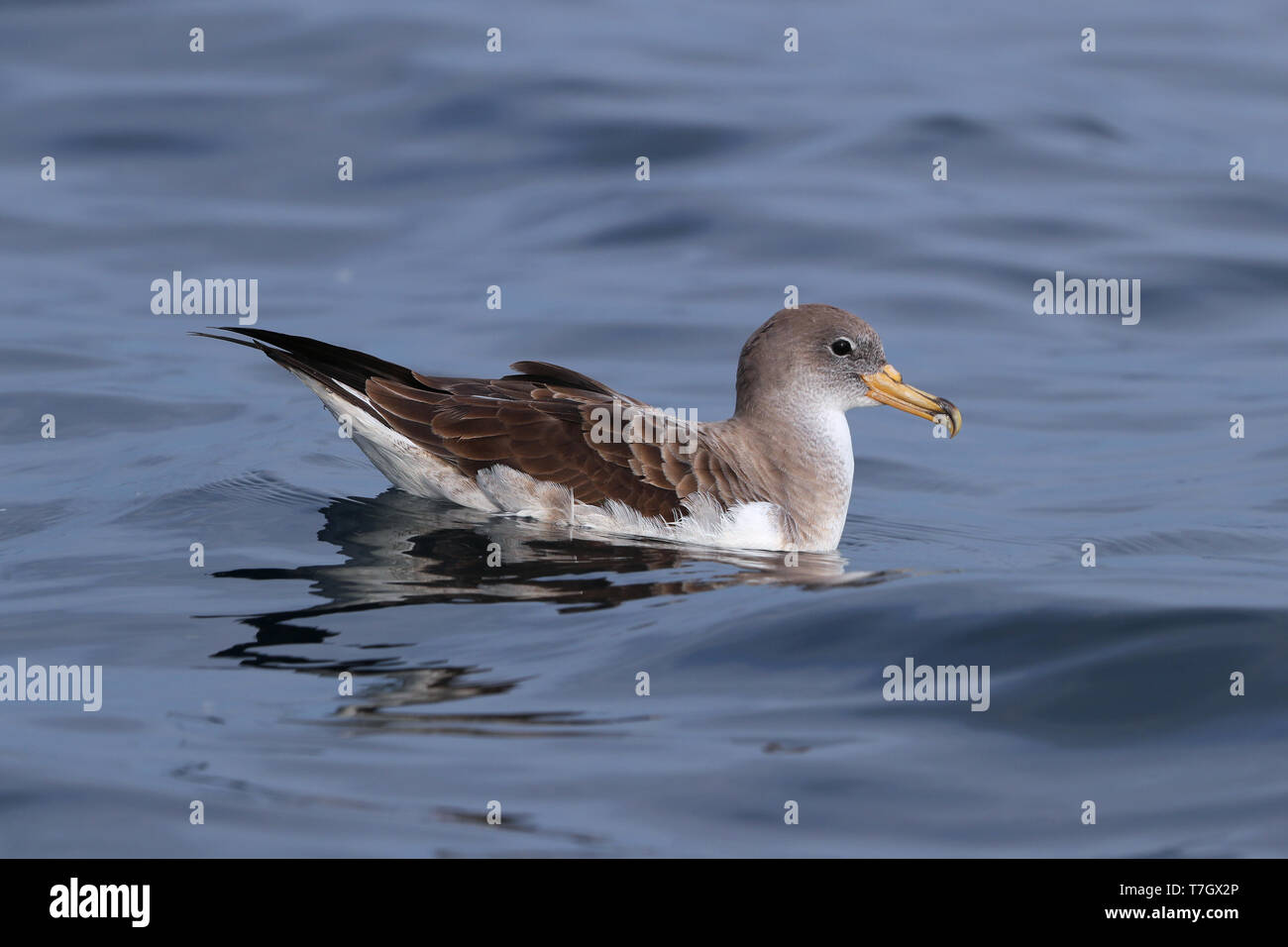 Scopoli’s Shearwater (Calonectris diomedea) at sea off Hyères - France ...