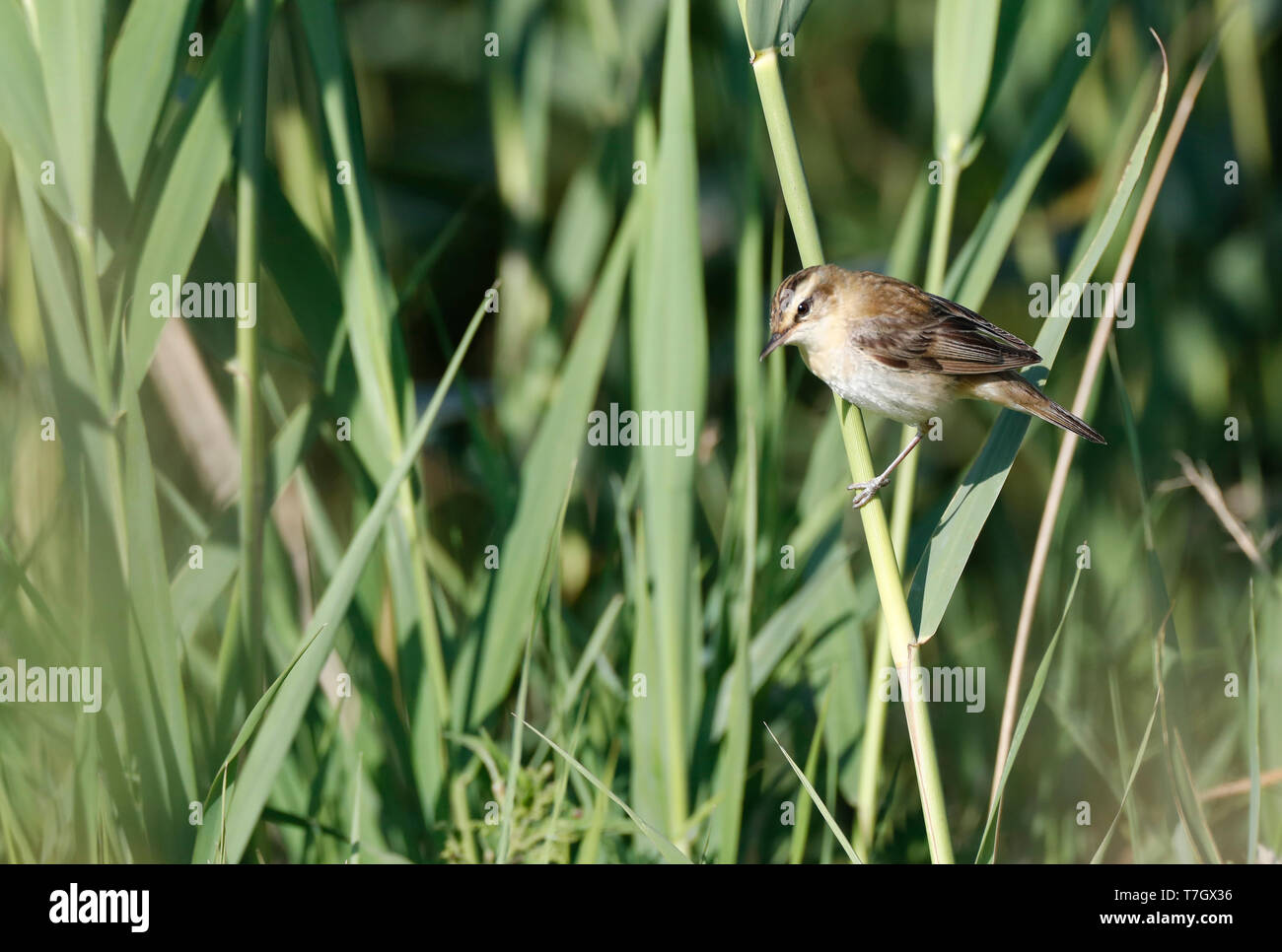 Reed bed bird species hi-res stock photography and images - Alamy