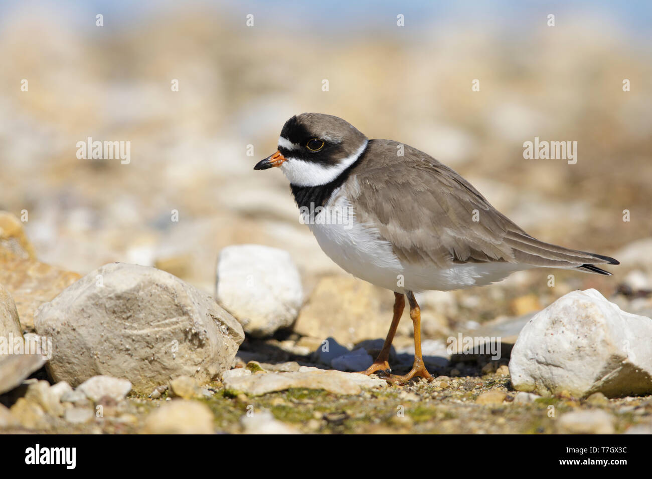 Adult breeding Semipalmated Plover (Charadrius semipalmatus) showing ...