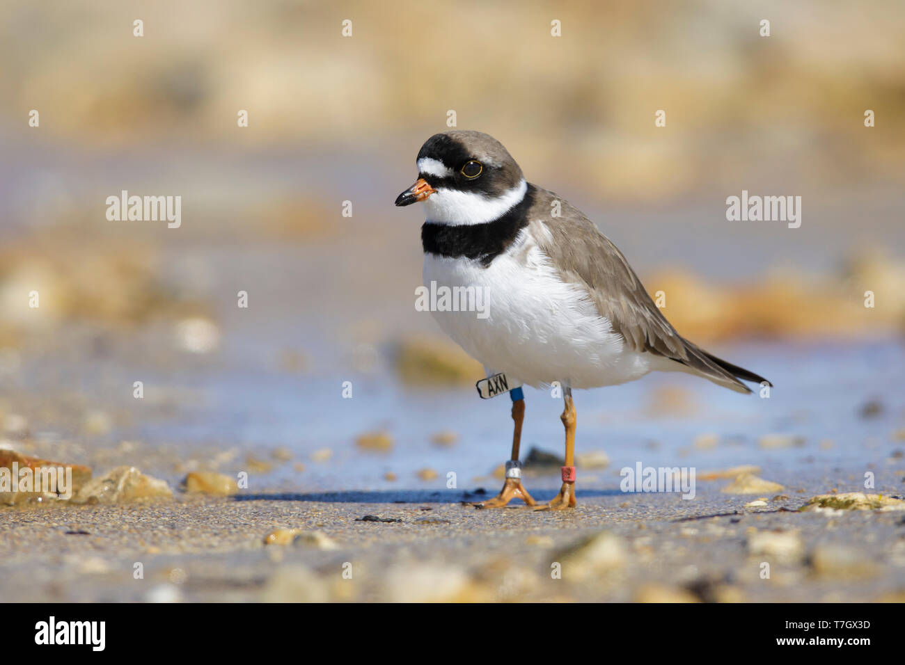 Adult breeding Semipalmated Plover (Charadrius semipalmatus) showing ...
