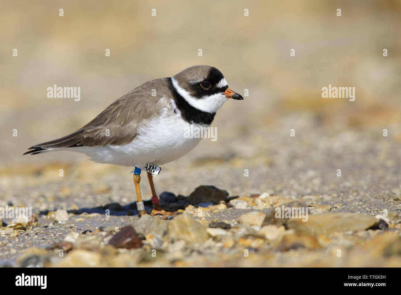 Webbing of feet hi-res stock photography and images - Alamy