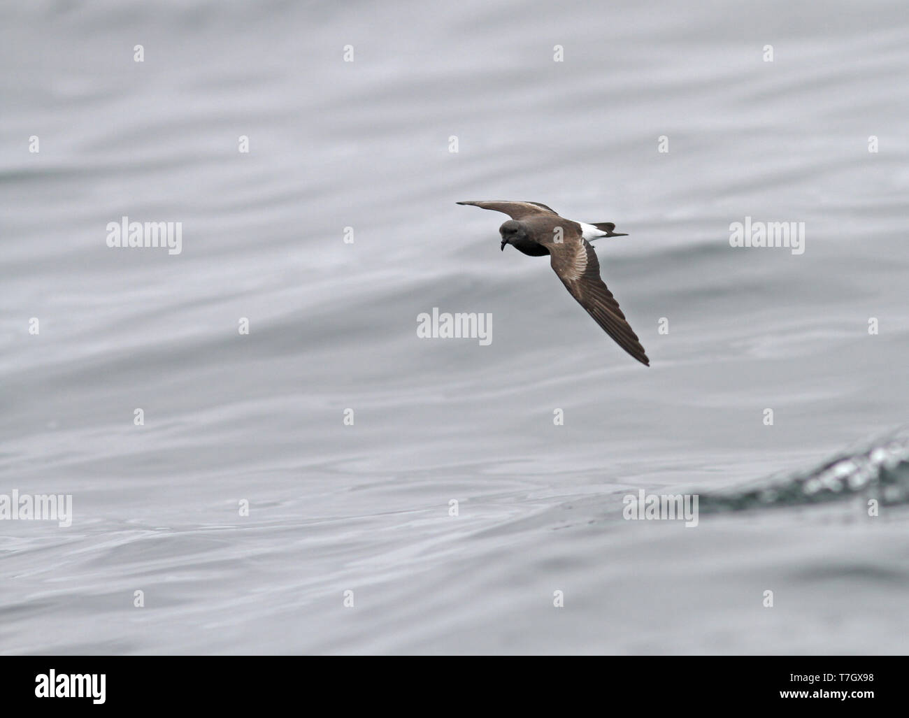 Wedge-rumped Storm Petrel (Oceanodroma tethys) in flight over the ocean ...