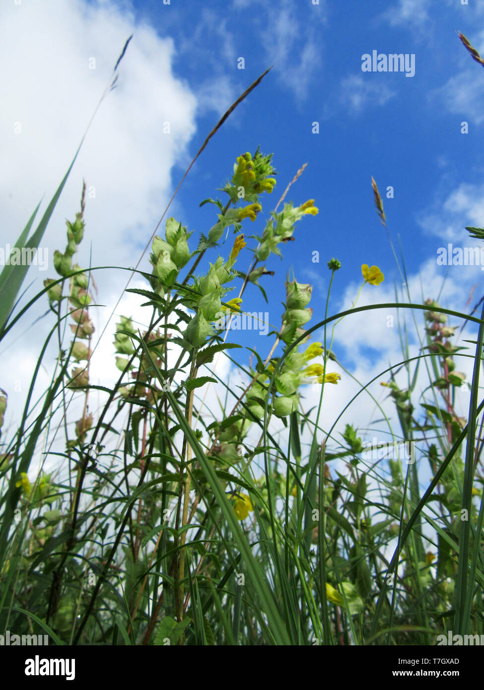 Wild grass in wetland in the Weerribben, Overijssel, Netherlands, seen ...