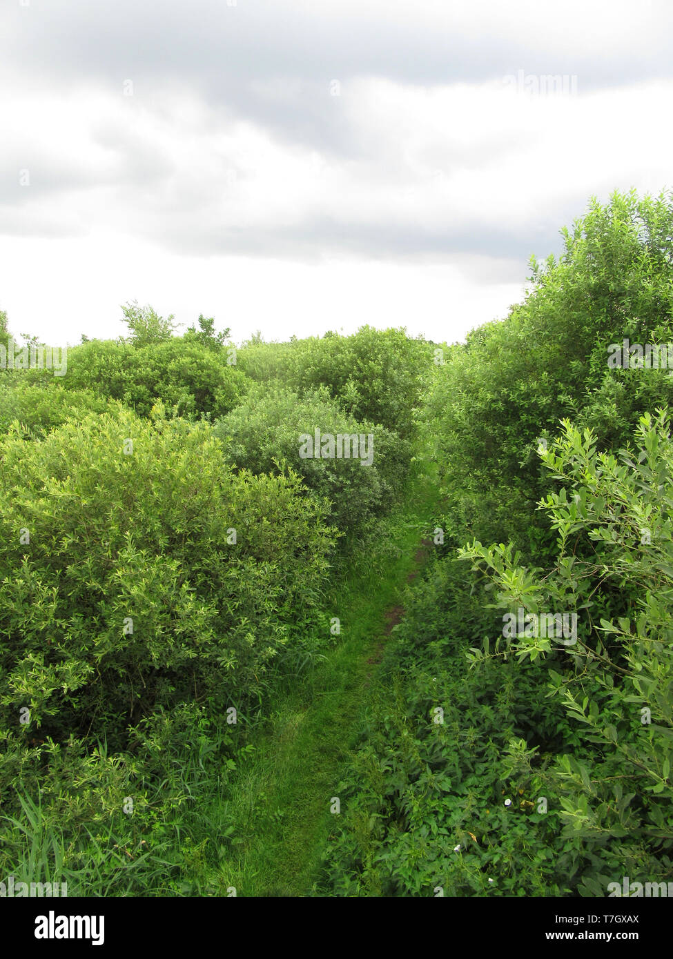 Grassy Track High Resolution Stock Photography and Images - Alamy