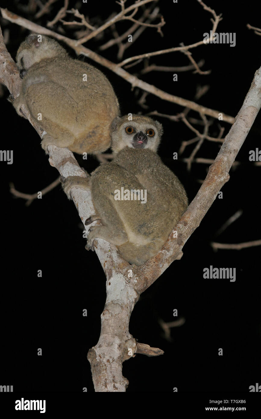 Western woolly lemur or western avahi (Avahi occidentalis) is a species ...