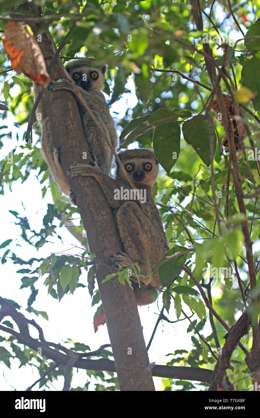 Western woolly lemur or western avahi (Avahi occidentalis) is a species of woolly lemur native ...