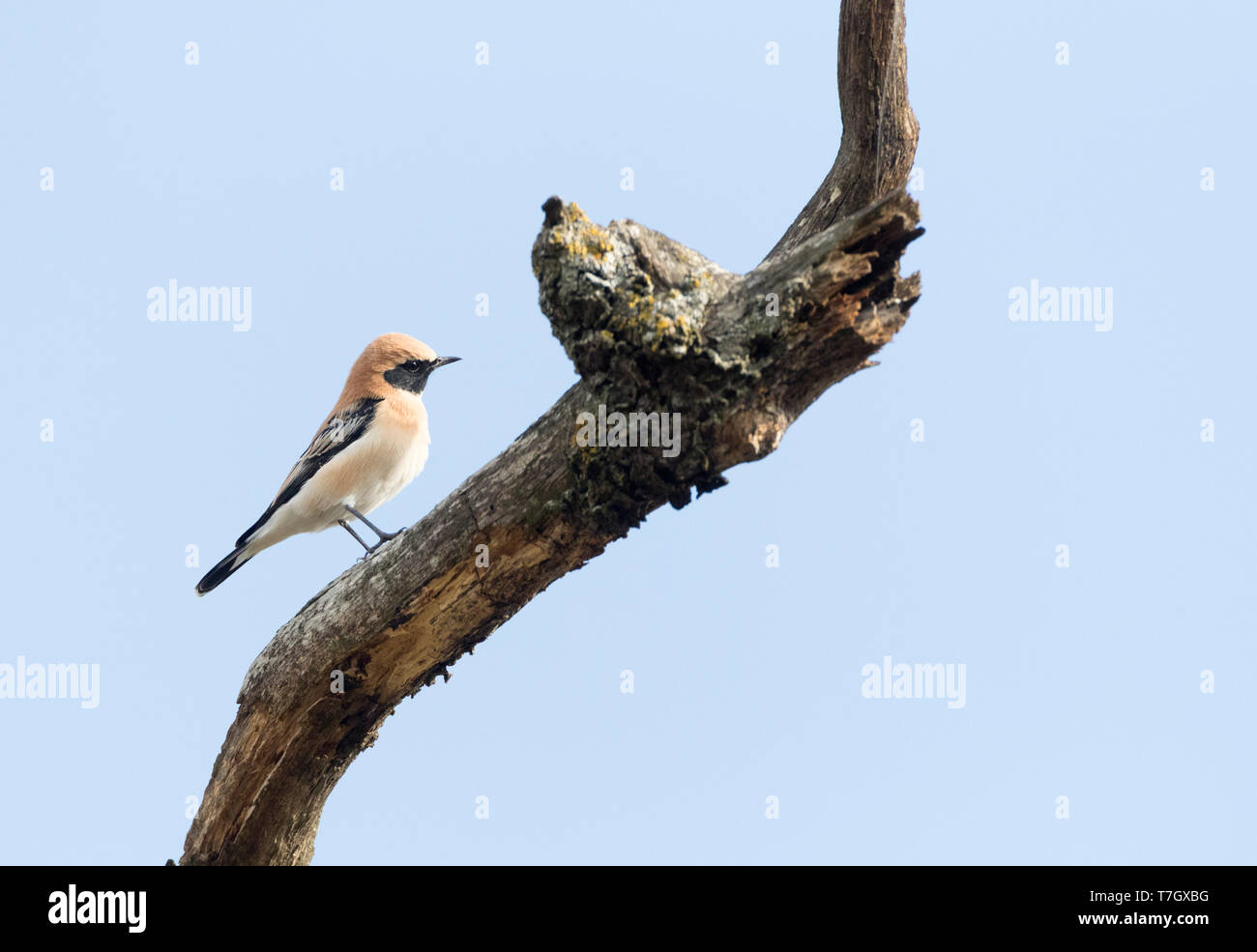 Black eared wheatear autumn hi-res stock photography and images - Alamy