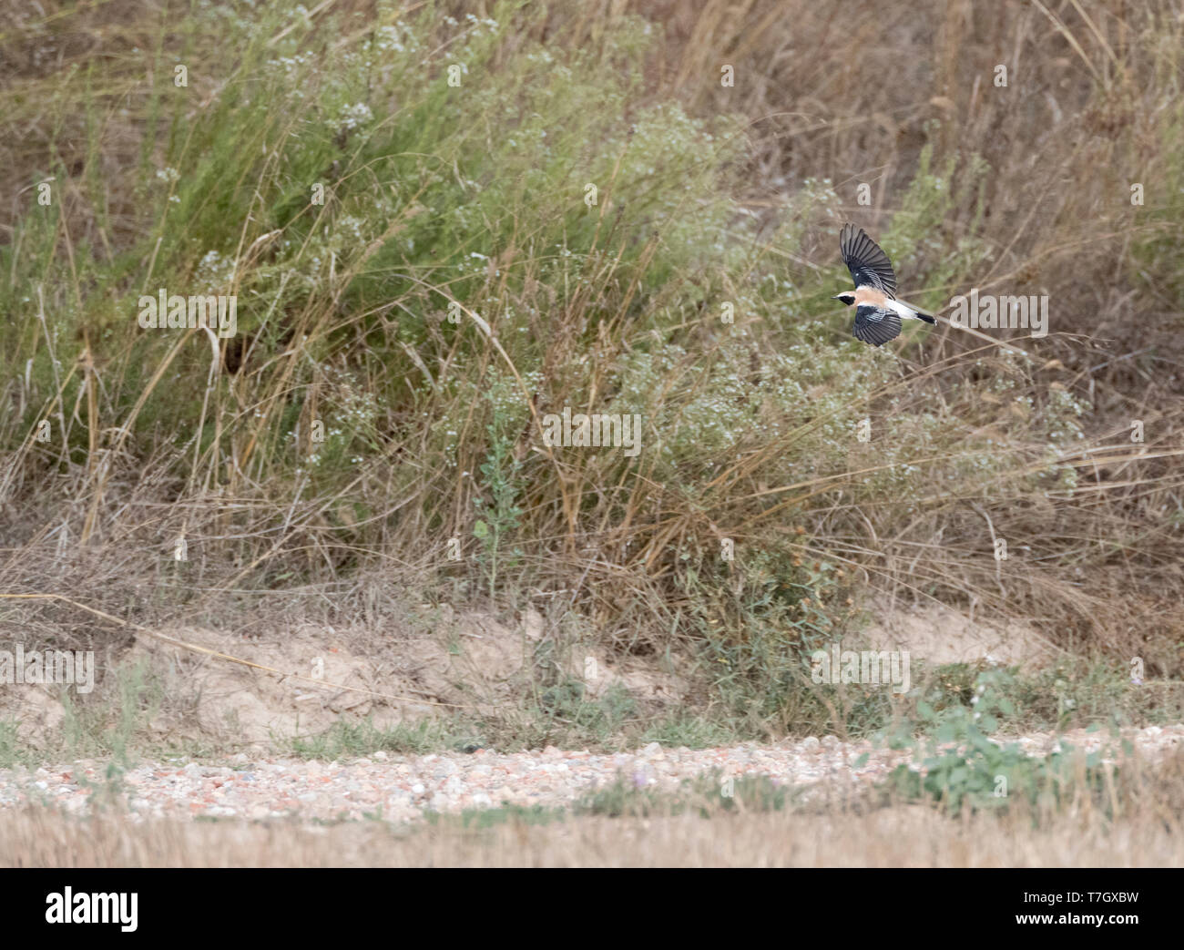 Northern wheatear flying hi-res stock photography and images - Alamy