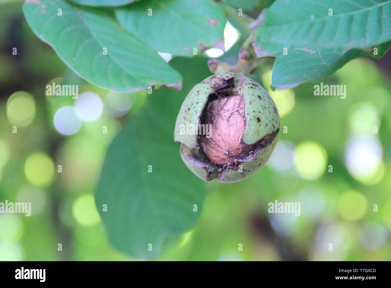 Walnut hanging on the tree hi-res stock photography and images - Alamy