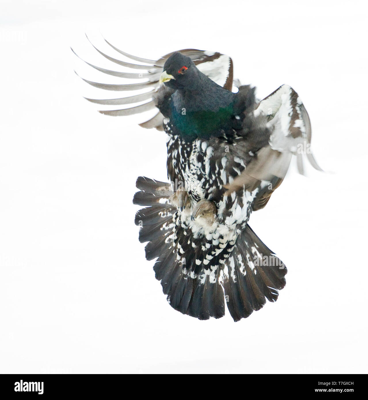 Male Western Capercaillie (Tetrao urogallus) during a cold winter in ...