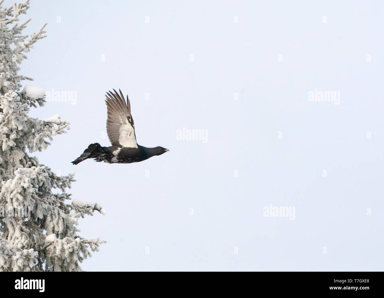 Male Western Capercaillie (Tetrao urogallus) in flight during a cold ...