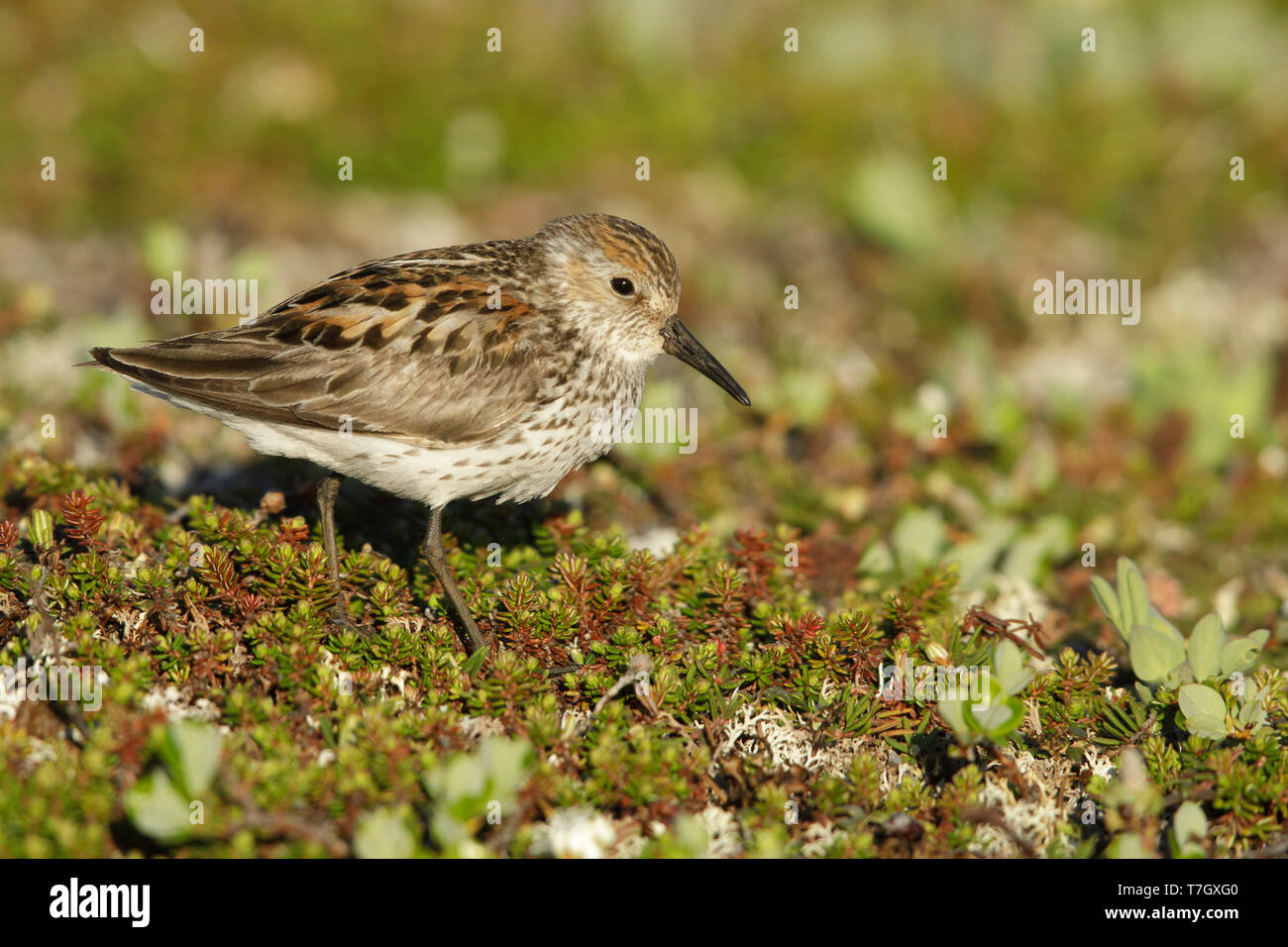 Adult Western Sandpiper (Calidris mauri) at breeding area in Seward ...