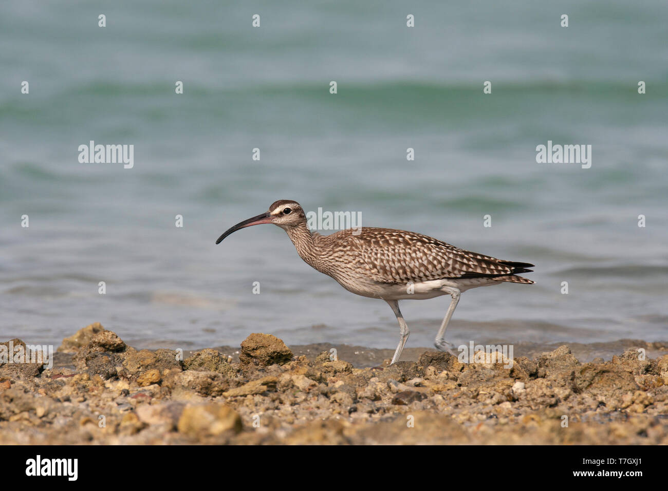 First-winter Whimbrel (Numenius phaeopus) during autumn migration in ...