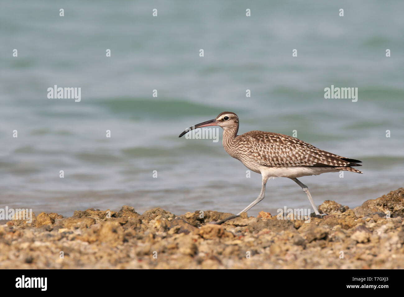 Species whimbrel hi-res stock photography and images - Alamy