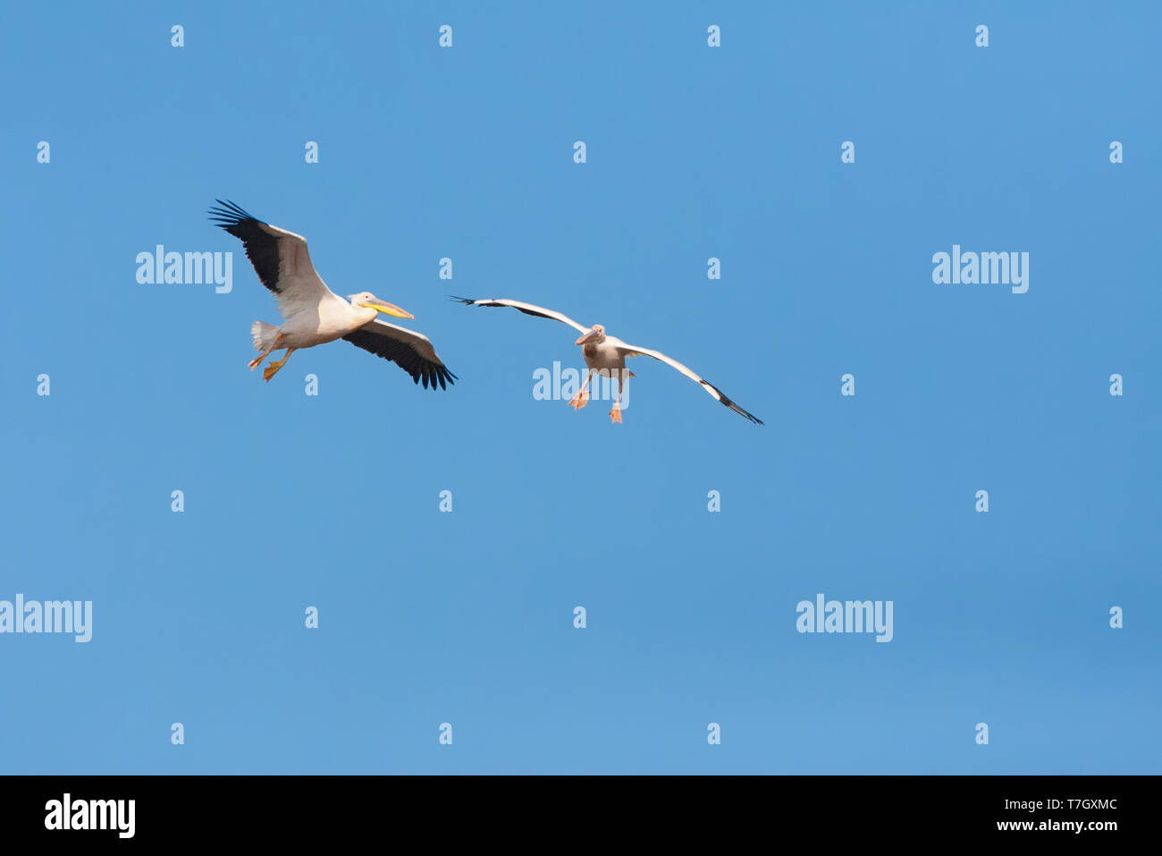Two Great White Pelicans (Pelecanus onocrotalus) in flight, landing on ...