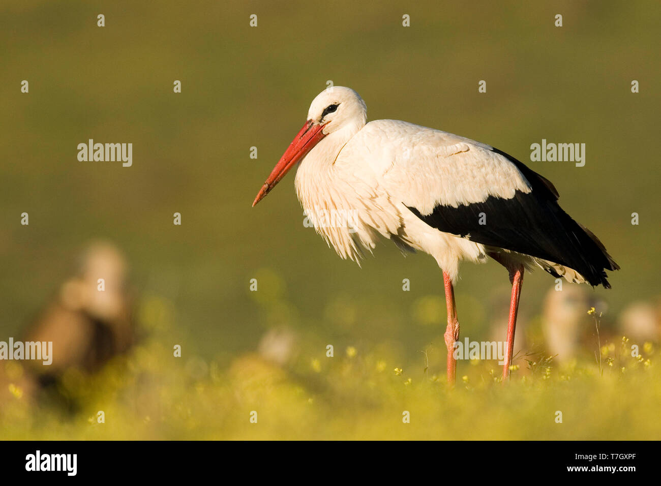 Real stork hi-res stock photography and images - Alamy