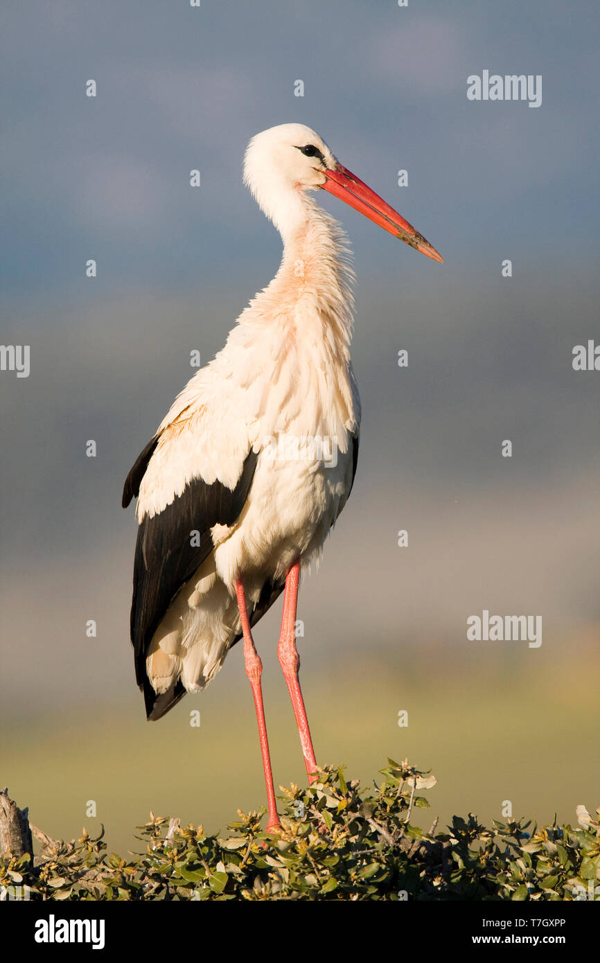 Real stork hi-res stock photography and images - Alamy