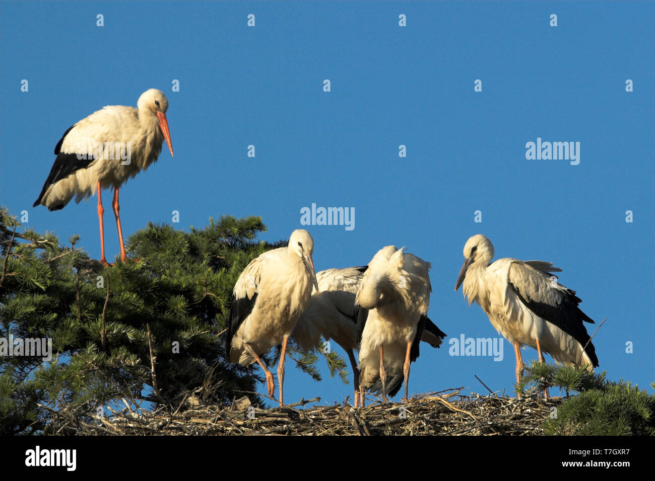 Cigogne ciguena hi-res stock photography and images - Alamy