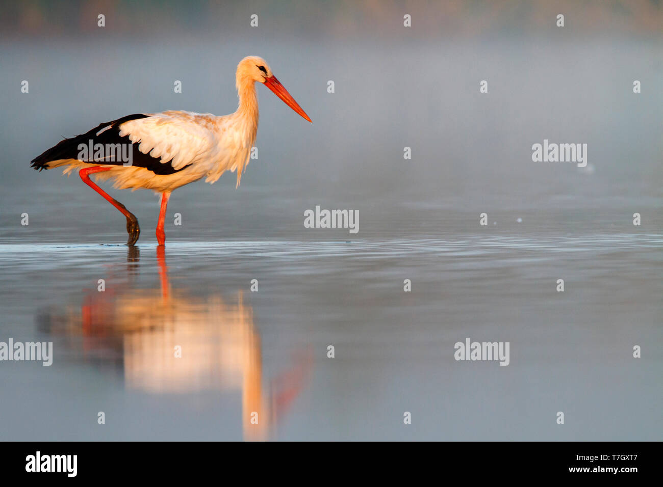 Real stork hi-res stock photography and images - Alamy