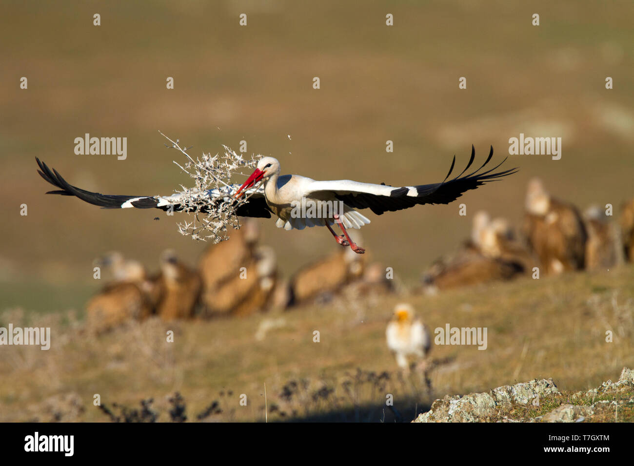 Real stork hi-res stock photography and images - Alamy