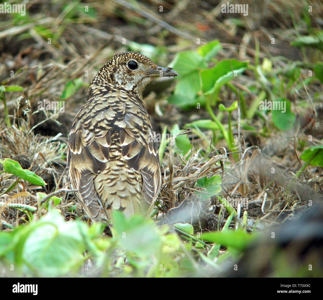 Adult White's Thrush (Zoothera aurea) during spring on Heuksan Do in ...
