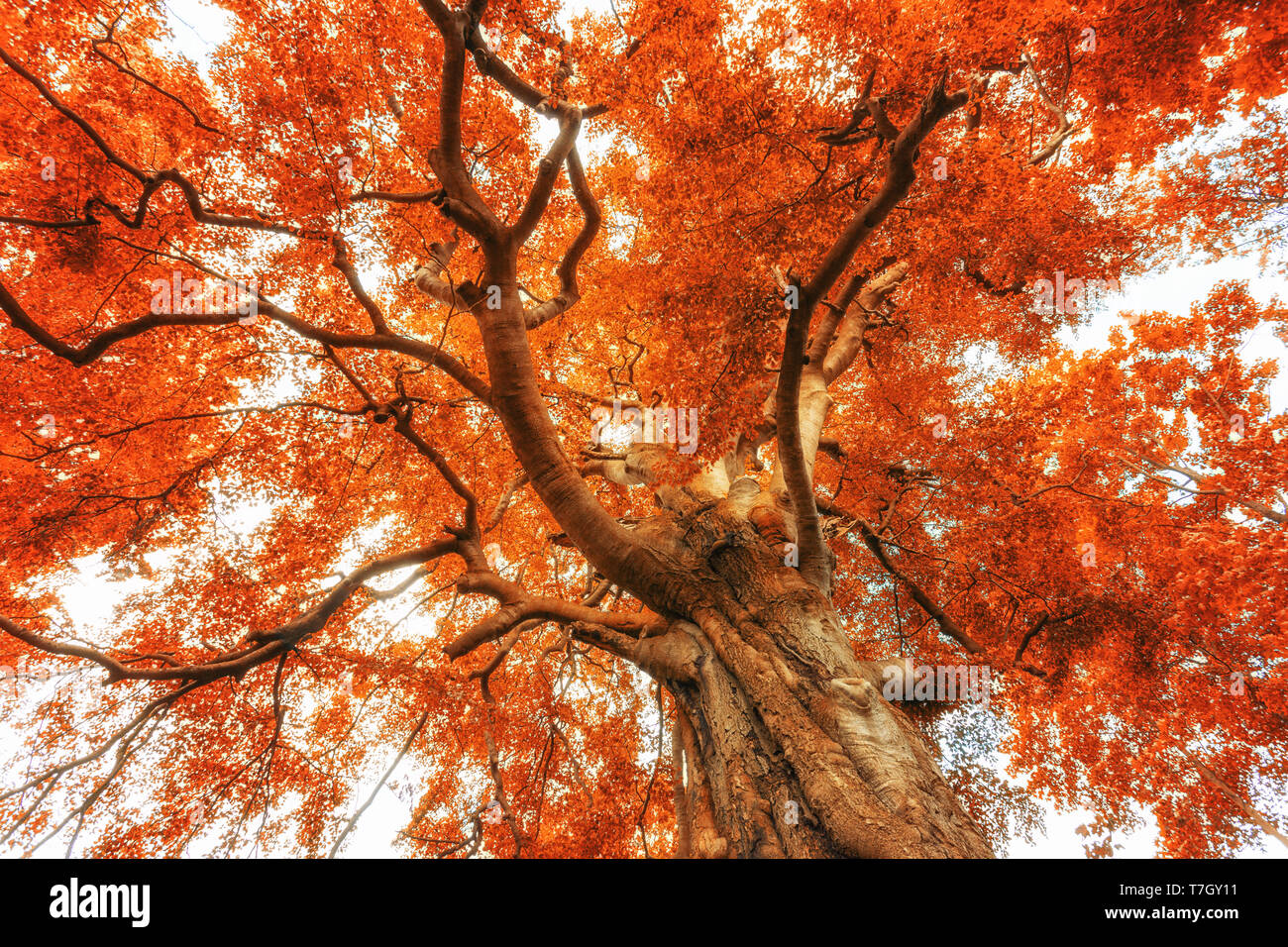 Big branched tree trunk hi-res stock photography and images - Alamy