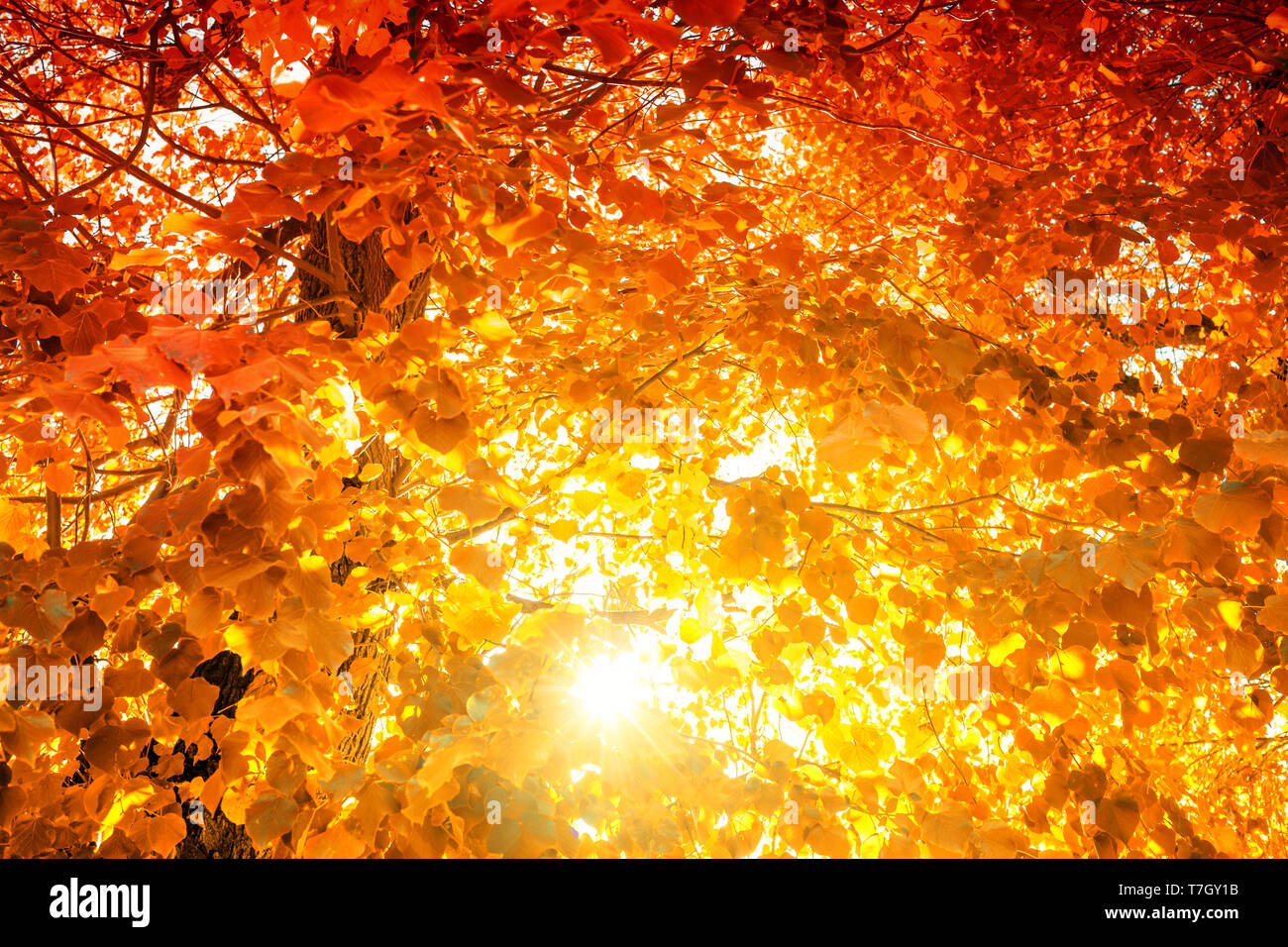 Big branched tree trunk hi-res stock photography and images - Alamy