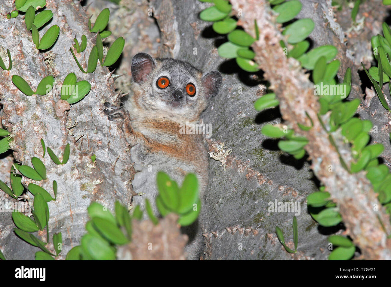 White-footed sportive lemur (Lepilemur leucopus), also known as White ...