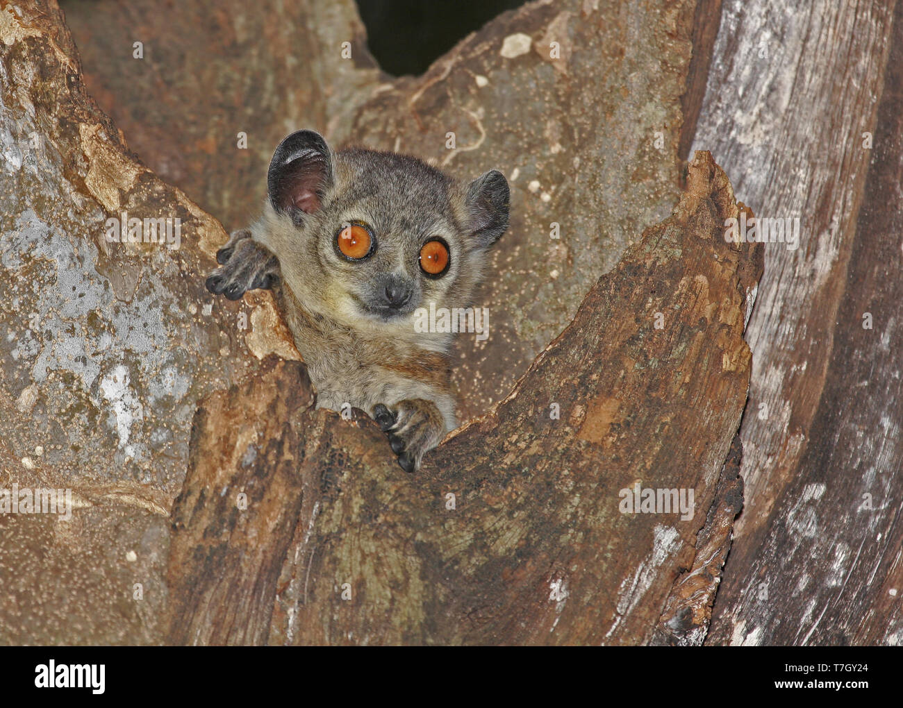 White-footed sportive lemur (Lepilemur leucopus), also known as White ...