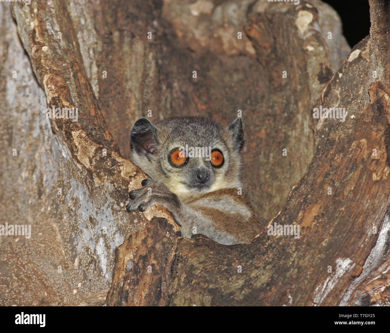 Dry bush weasel lemur hi-res stock photography and images - Alamy
