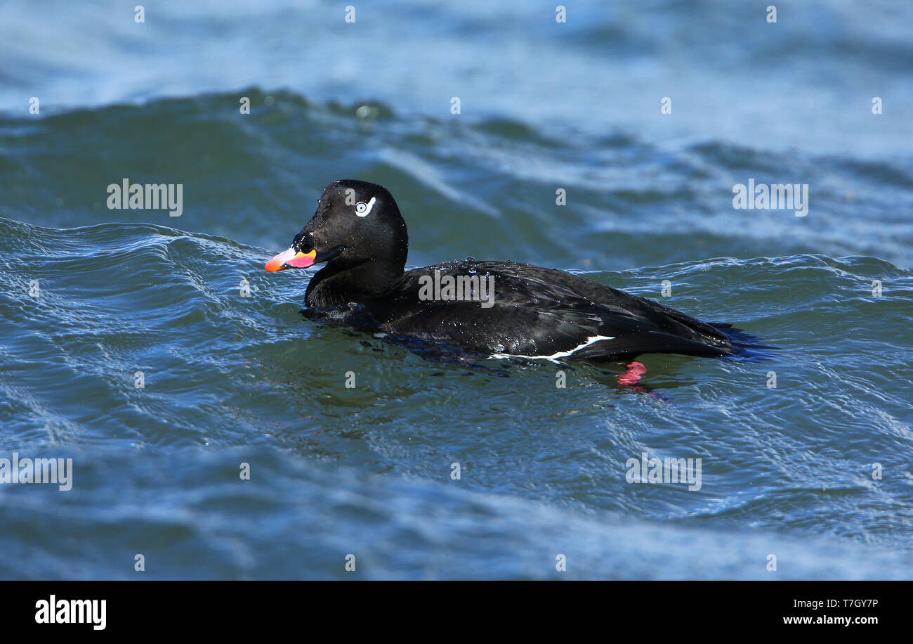American white winged scoter hi-res stock photography and images - Alamy