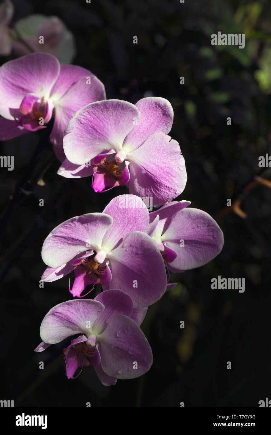 Orchid flowers in the tropical botanical garden Stock Photo - Alamy