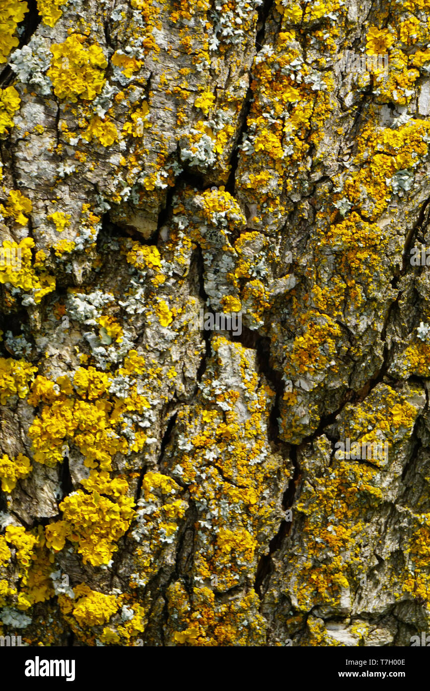 Green cross section patterns hi-res stock photography and images - Alamy