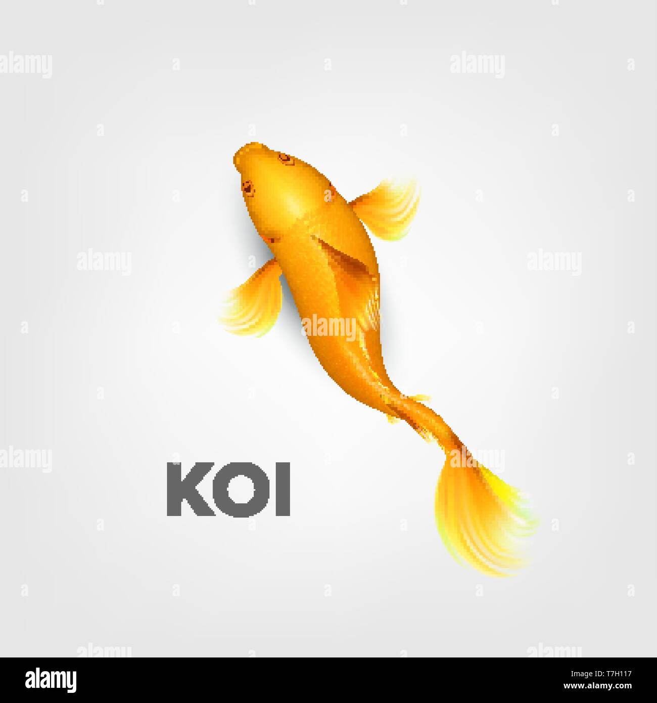 Realistic Oriental Bright Yellow Koi Fish Vector Stock Vector Image ...