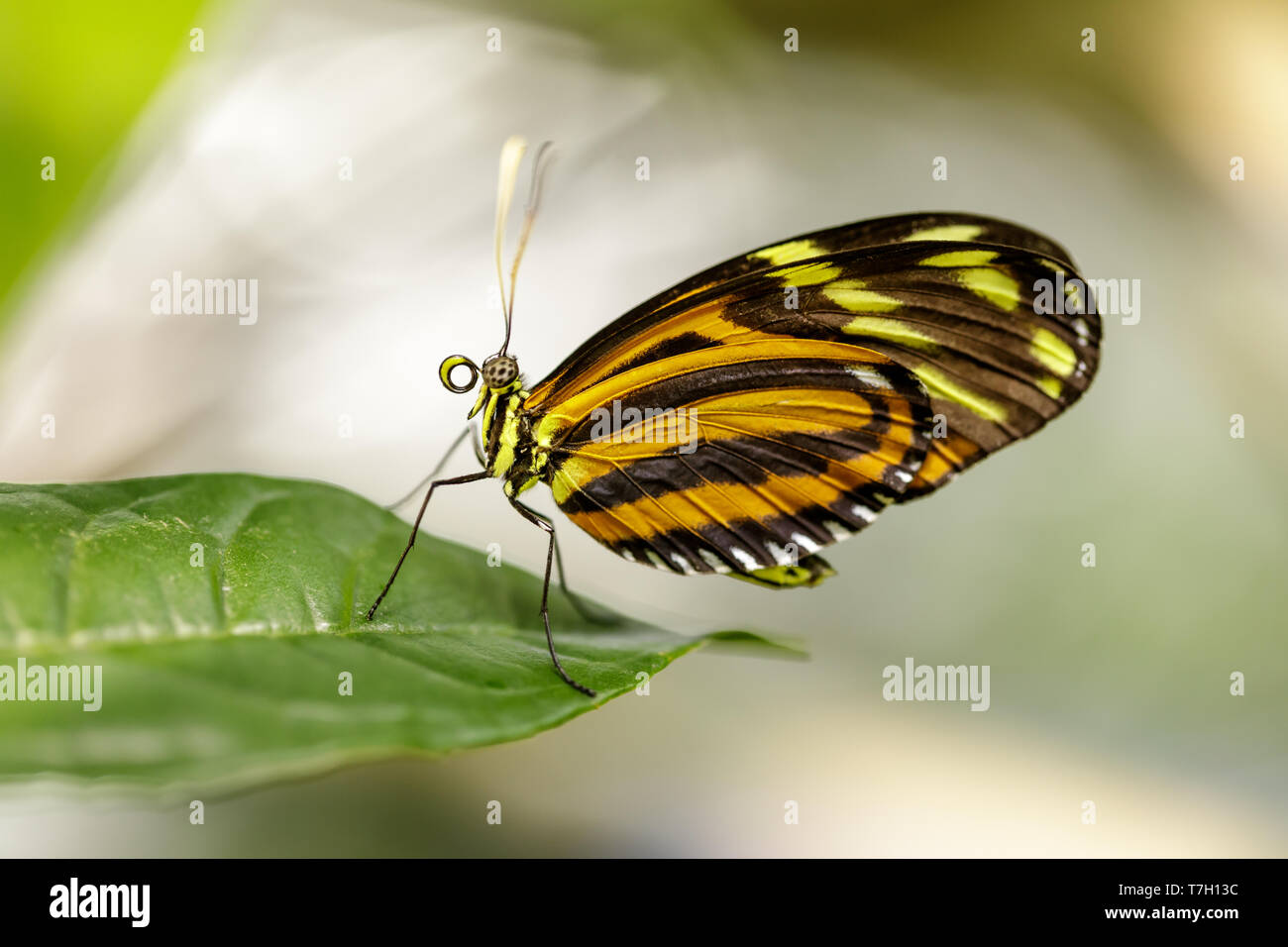 Heliconius ismenius hi-res stock photography and images - Alamy